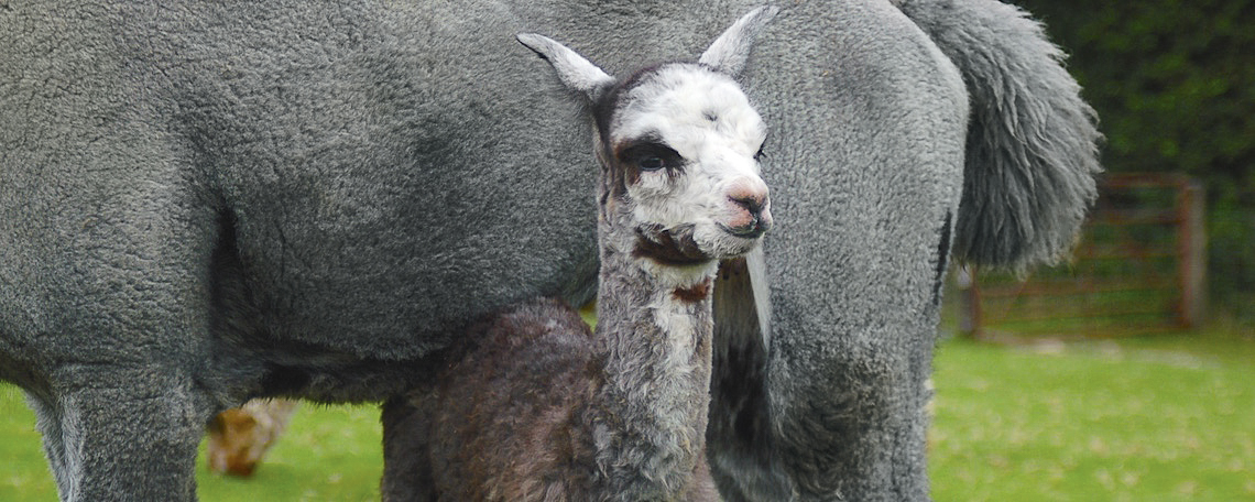 About Our Animals | Rosecraddoc Alpacas